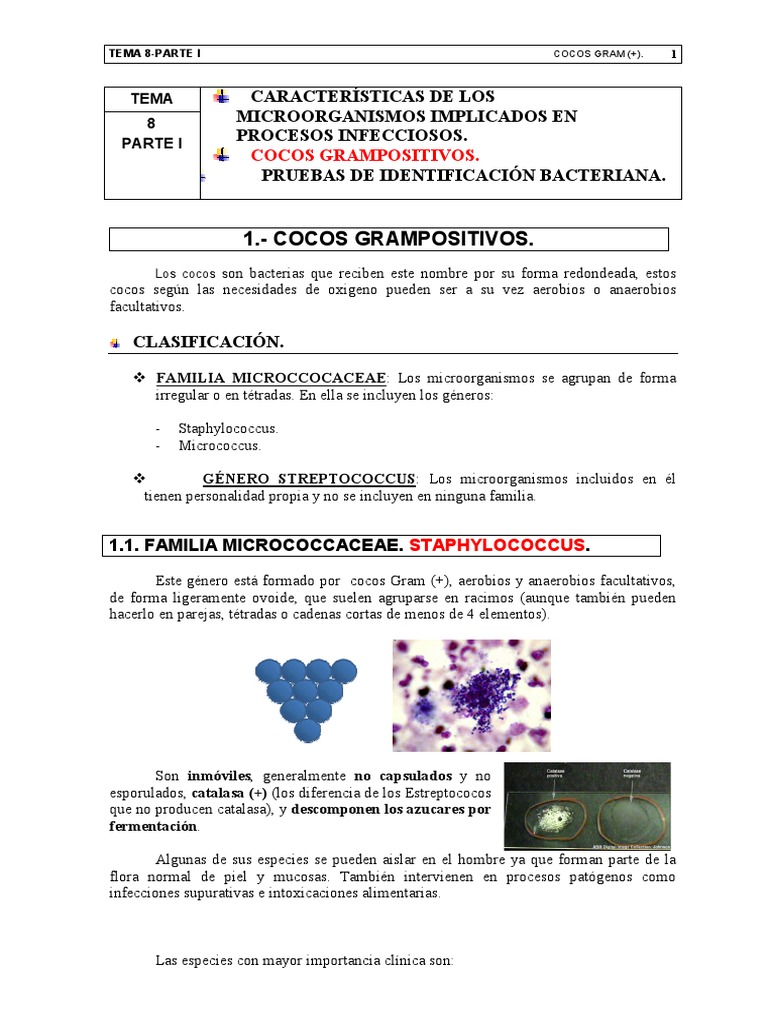 Tema - Cocos Grampositivos | PDF | Staphylococcus Aureus | Estreptococo