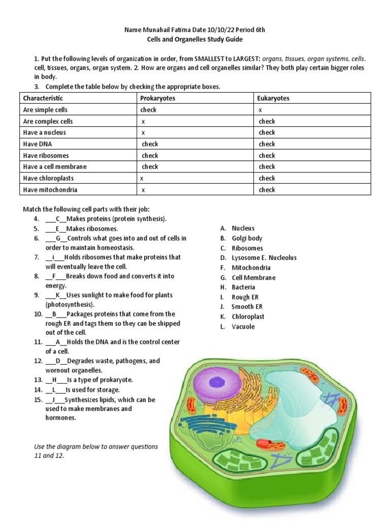 Cell Organelle Study Guide 2022 | PDF | Cell (Biology) | Organelle