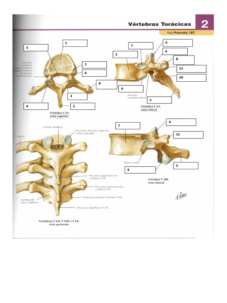 Exercicios I Vertebras | PDF