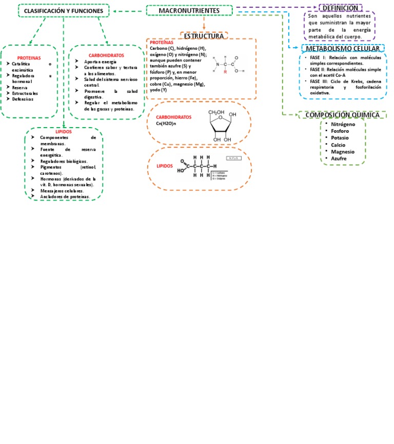 Mapa Conceptual Macronutrientes | PDF | Metabolismo | Nutrientes Mapa Conceptual Macronutrientes | PDF | Metabolismo | Nutrientes