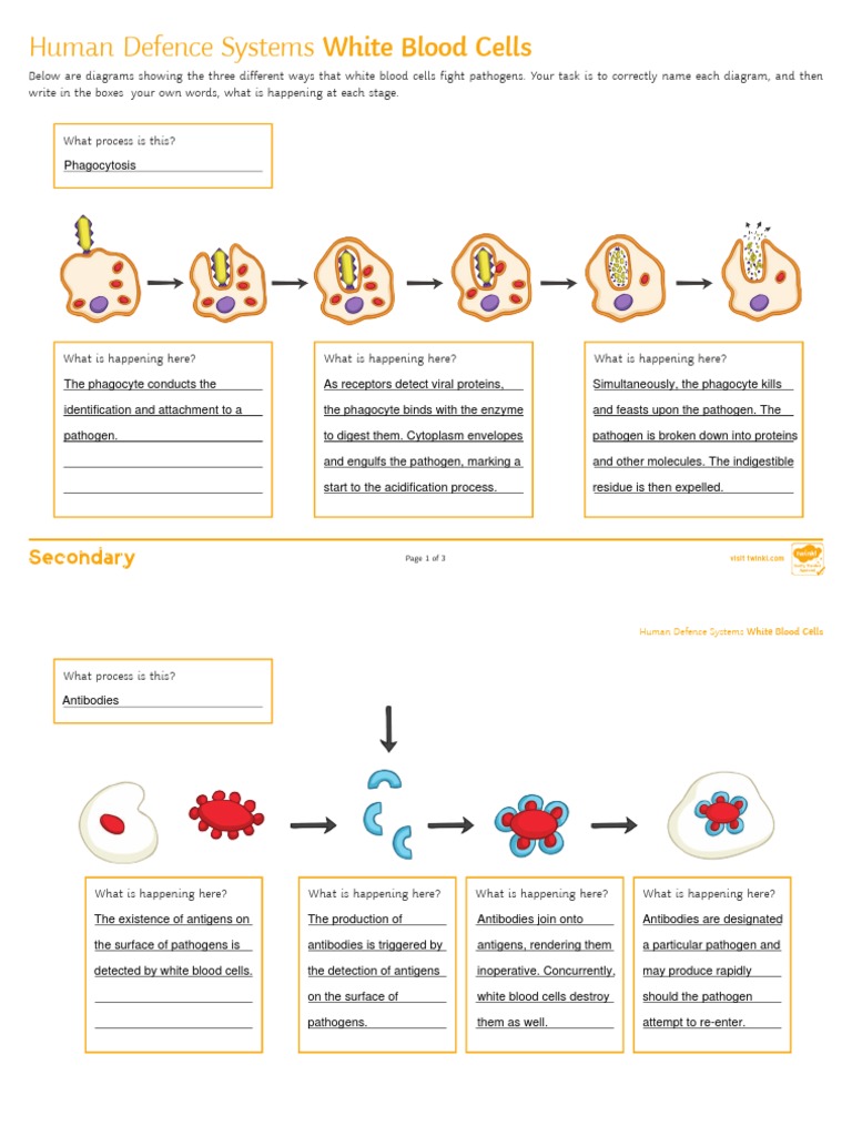 Human Defence Systems Storyboard Pdf Phagocyte Antibody