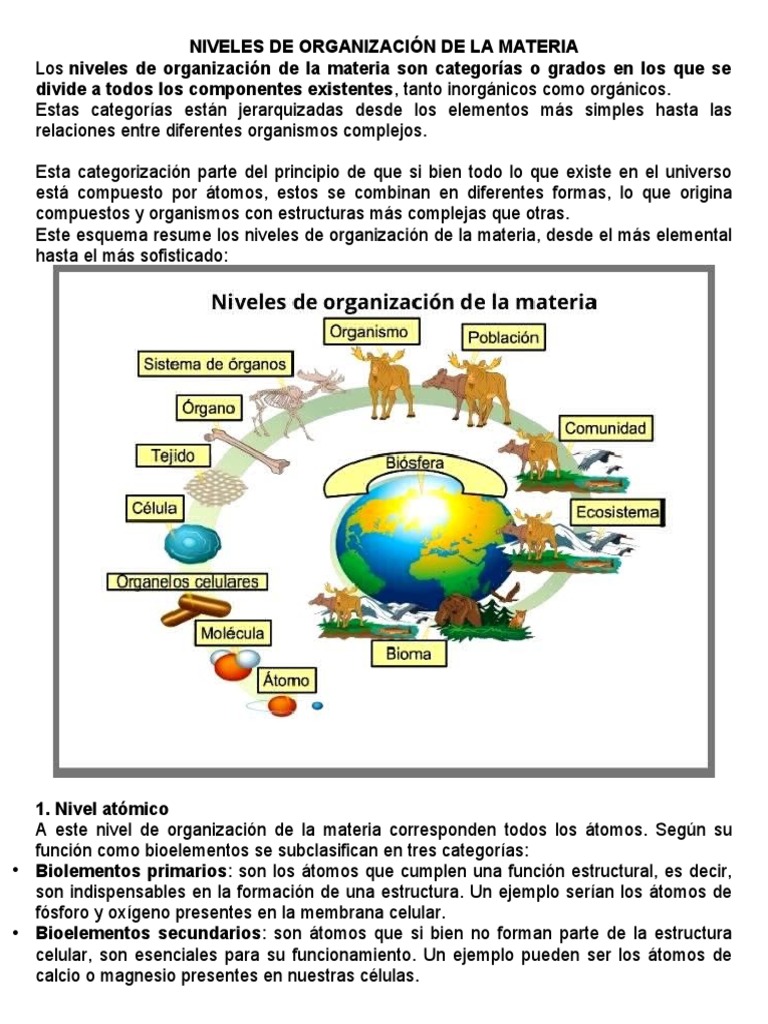 Niveles de Organización de La Materia | PDF | Organismos | Biología ...
