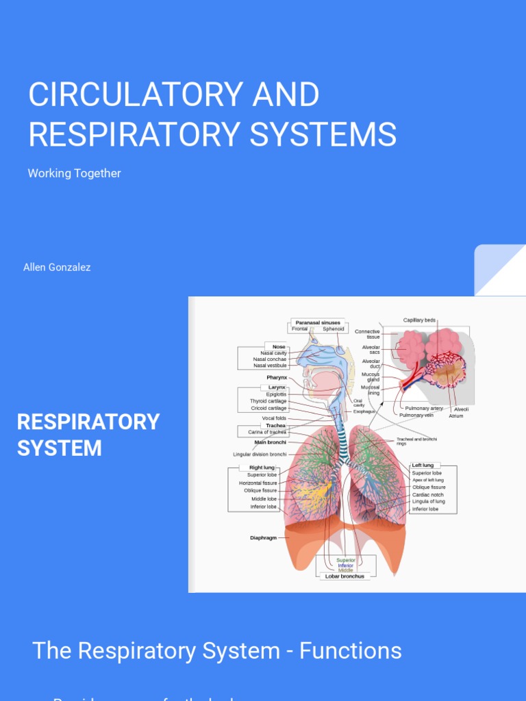 Cardiovascular and Respiratory Systems - Biology B Cr5 | PDF ...