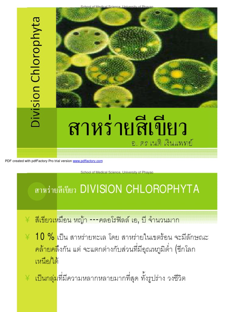 Division Chlorophyta เนติ