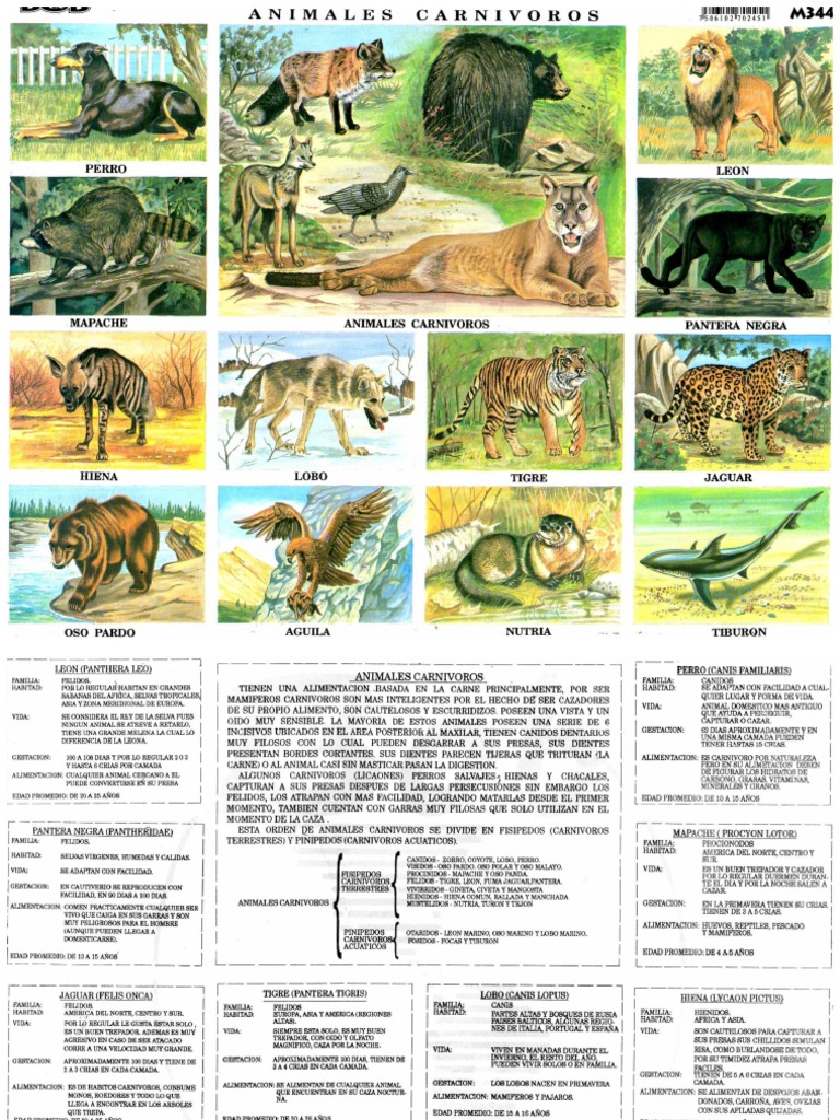 Animales Carnivoros Lamina | PDF