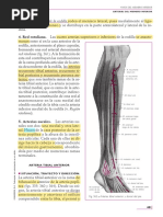 Anatomía de la Arteria Pedia del Pie | PDF | Pie | Dedo del pie