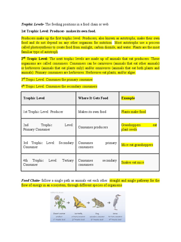 Understanding Trophic Levels, Food Chains, Food Webs and Species ...