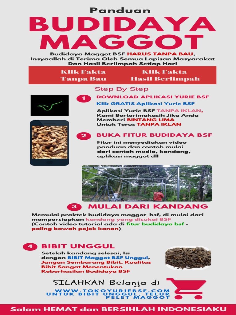 Langkah Awal Budidaya Maggot BSF | PDF