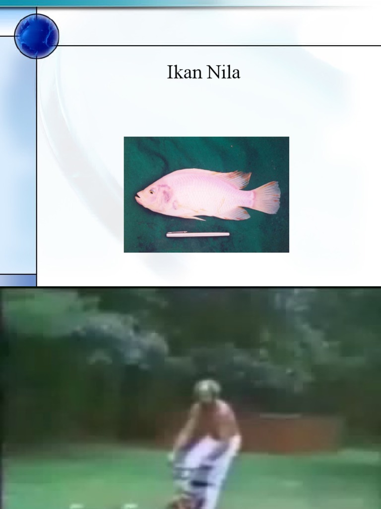 Nila | PDF