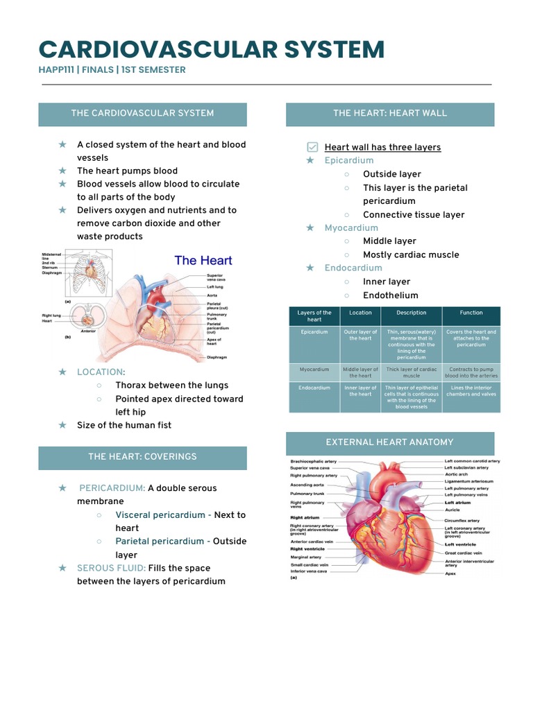 CARDIOVASCULAR | PDF | Heart | Heart Valve