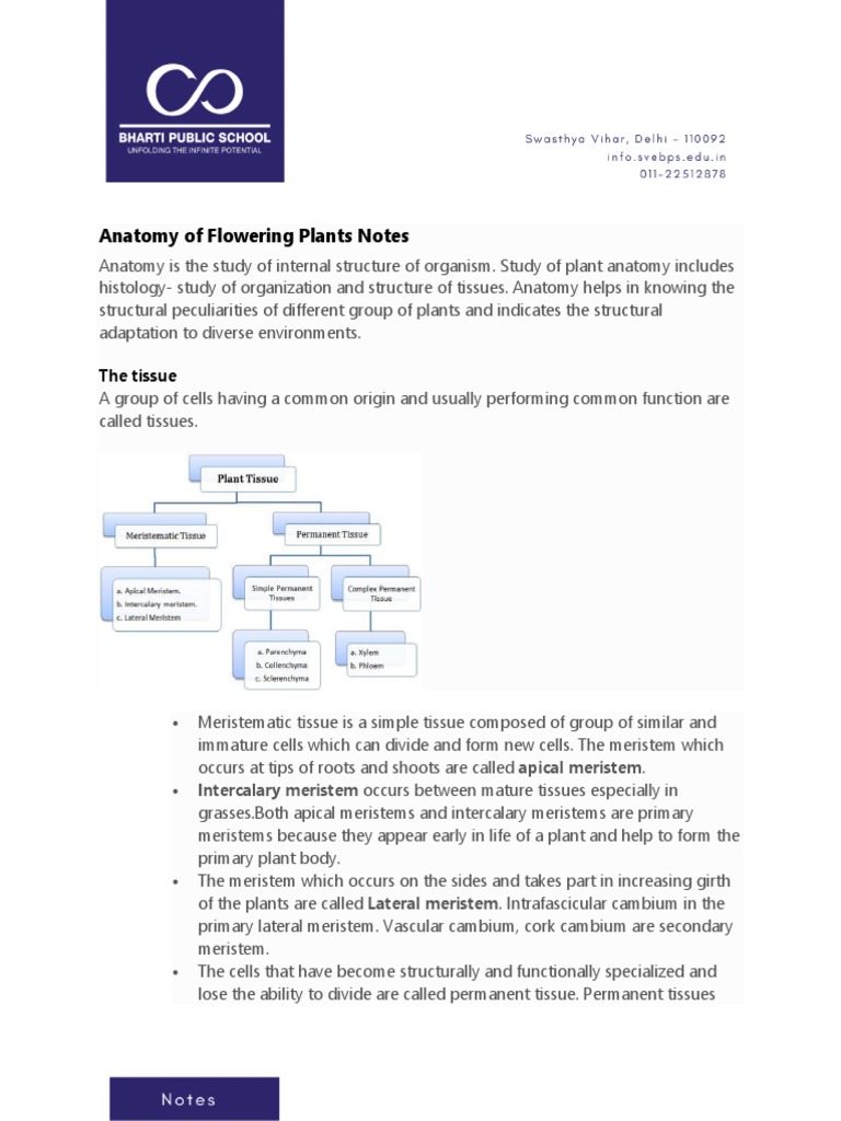 Anatomy of Flowering Plants Notes | PDF | Tissue (Biology) | Plant Stem