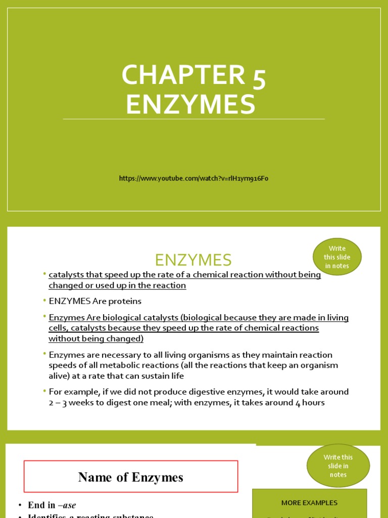 Enzymes | PDF | Enzyme | Active Site
