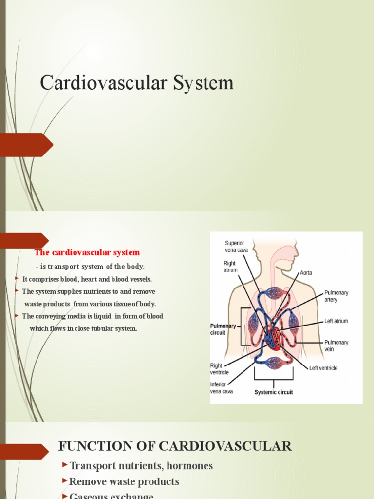 Cardiovascular System PPT Fe | PDF | Blood Vessel | Blood