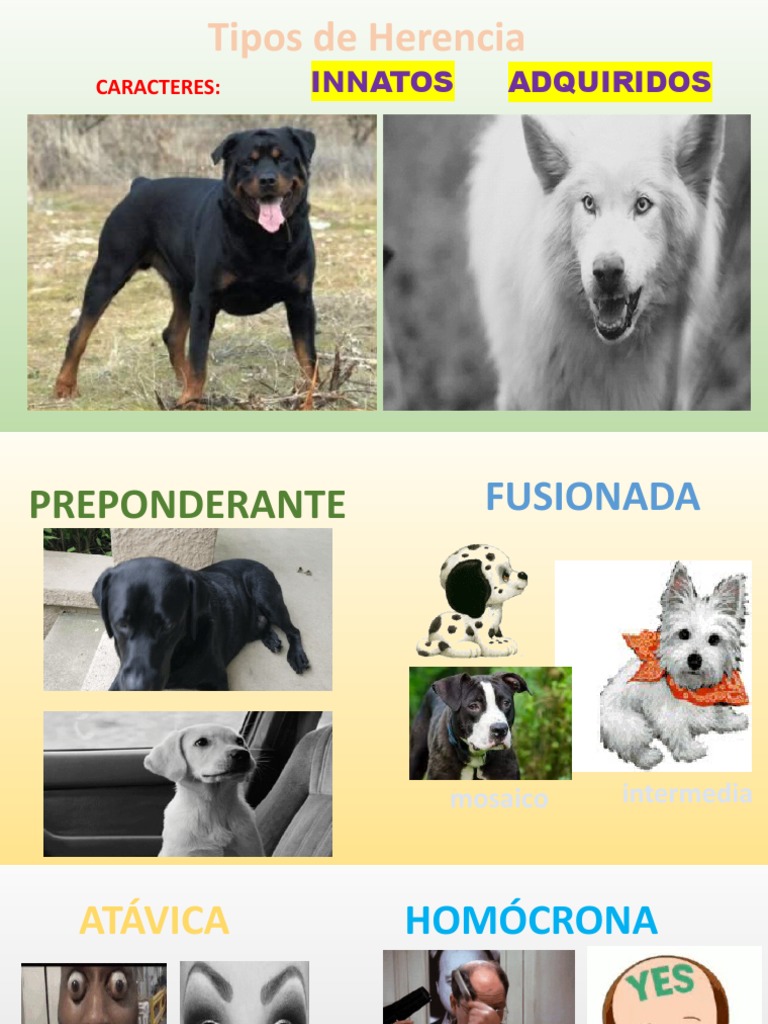 Tipos de Herencia | PDF