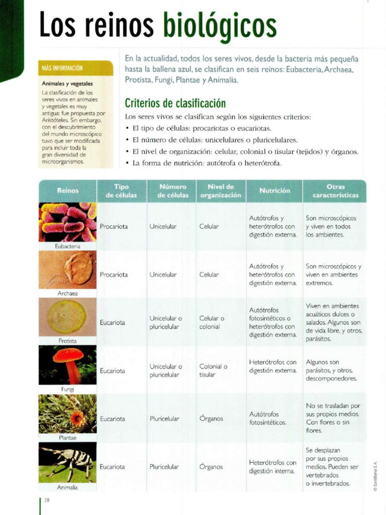 Clasificación y Reinos Biológicos | PDF