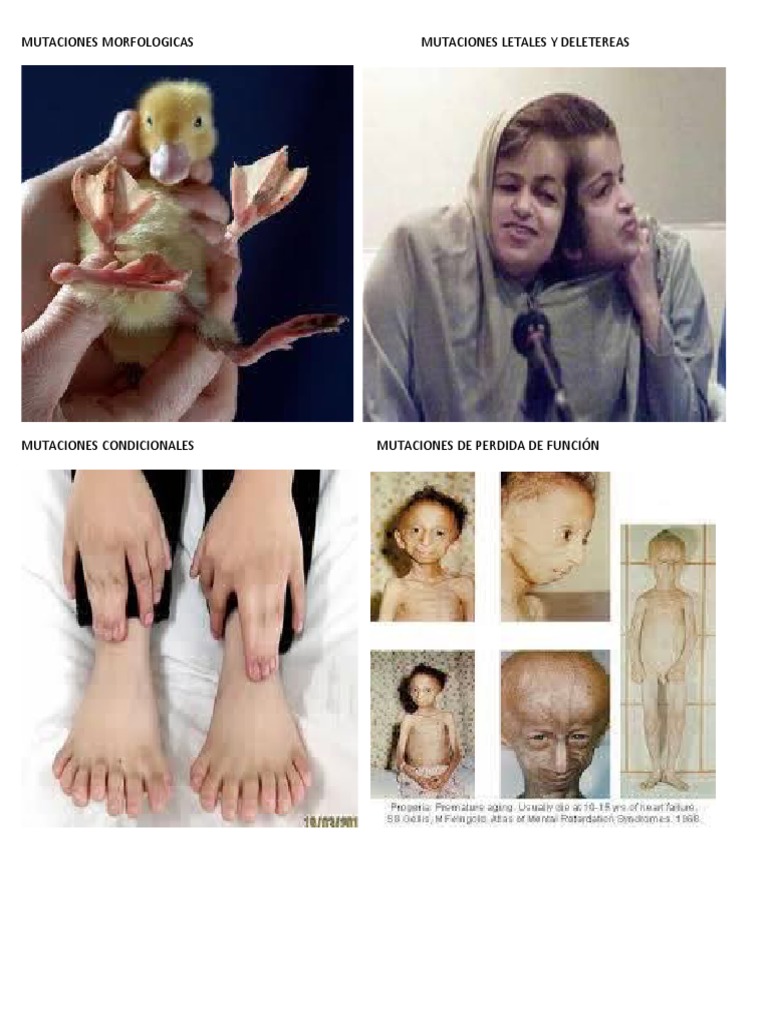 Mutaciones Morfologicas Mutaciones Letales y Deletereas | PDF