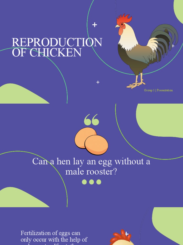 Chicken Reproduction and Egg Fertilization | PDF | Wellness | Science ...