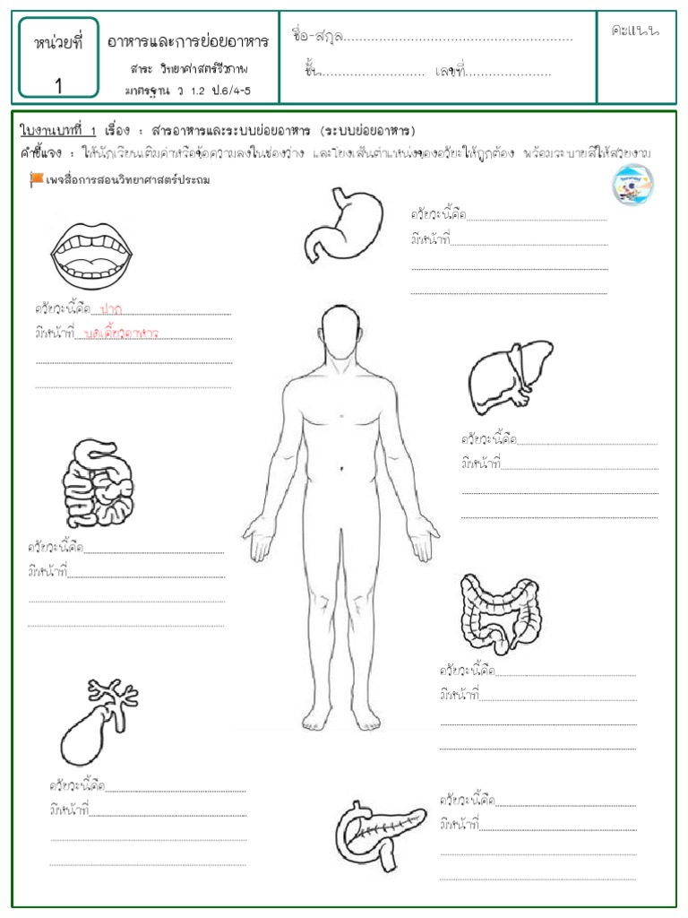 แจกใบงานวิทย์ป 6 Pdf