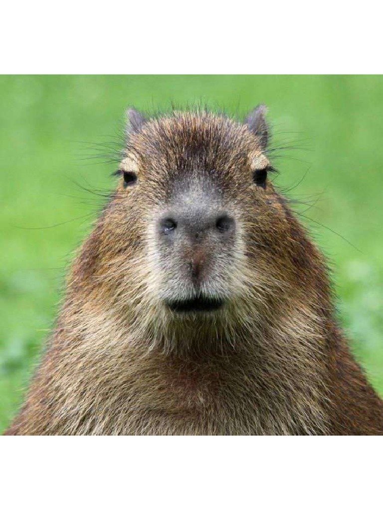 Cuidados de Una Capibara 20185 Orig | PDF