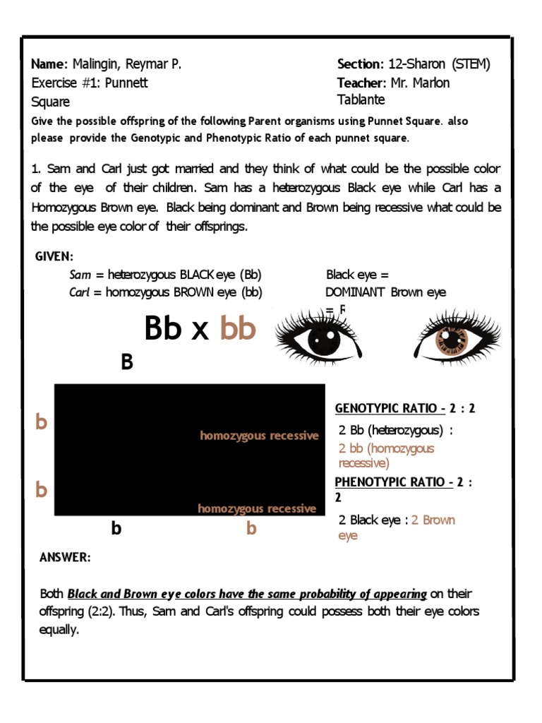 Malingin - Exercise #1 - Punnett Square | PDF | Dominance (Genetics) | Genotype
