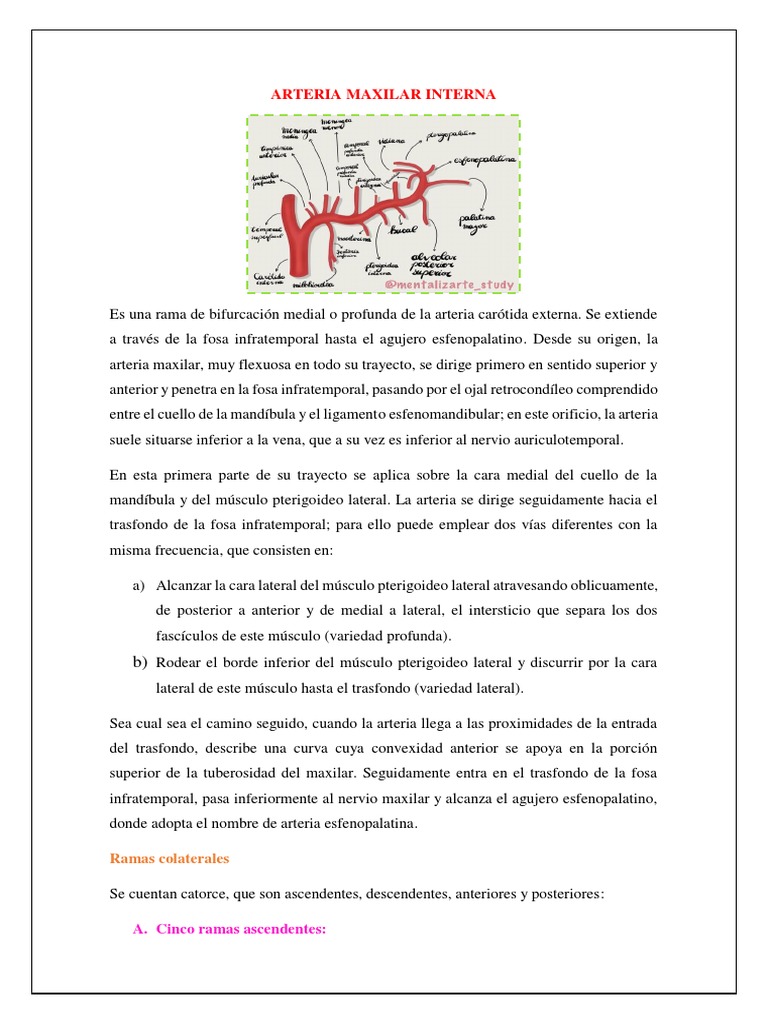 Arteria Maxilar Interna | PDF | Cabeza y cuello humanos | Anatomía humana