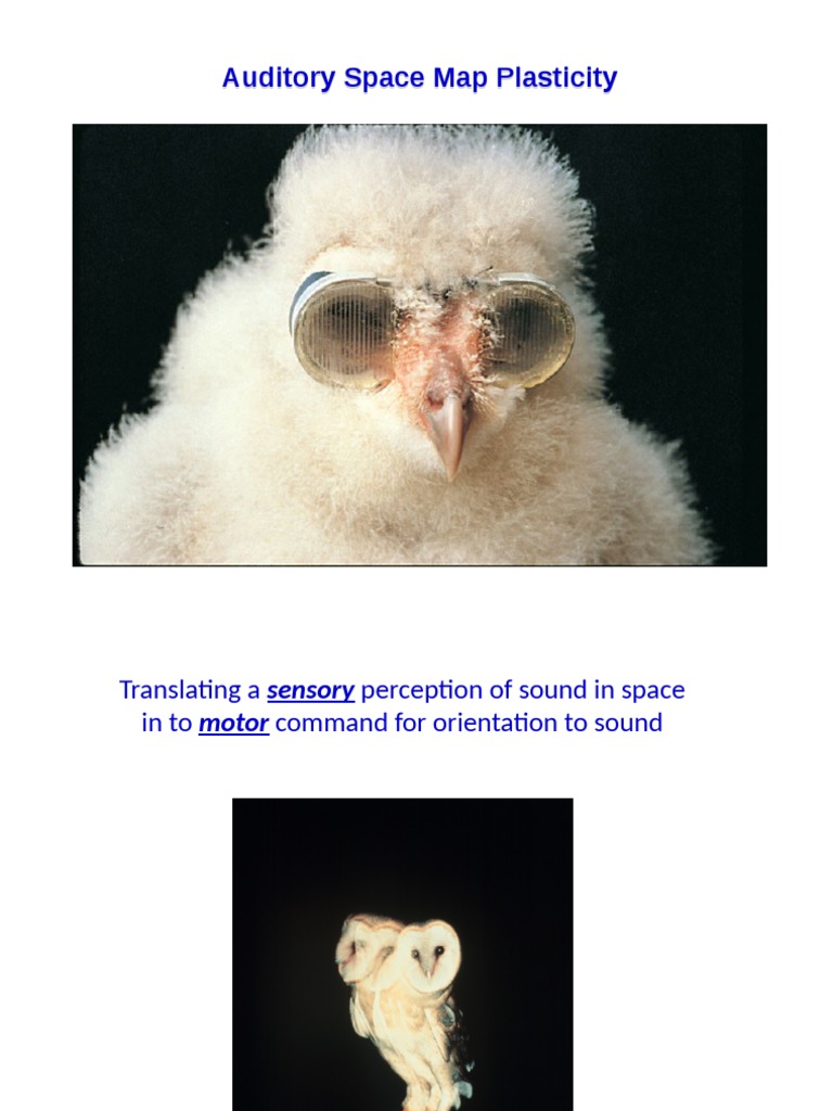 Barn Owl Space Map Plasticity 2018 | PDF | Perception | Auditory System