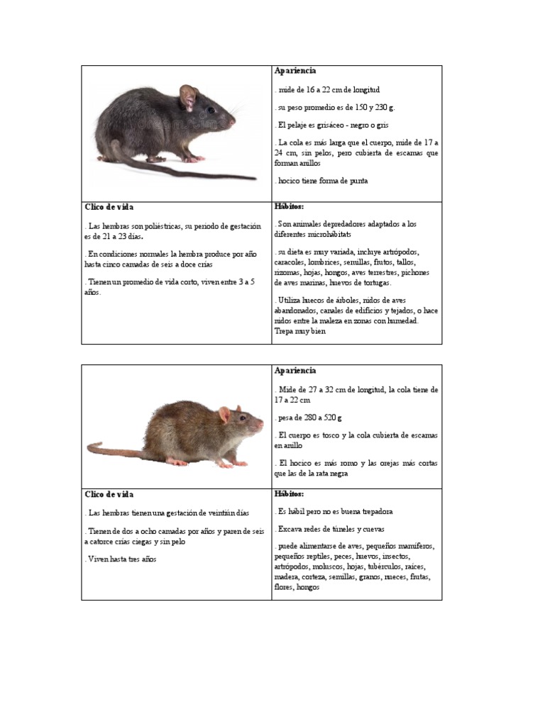 Características y Hábitos de Roedores | PDF | Aves | Insectos