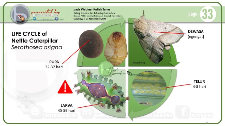 Siklus Hidup Ulat API S. Asigna | PDF