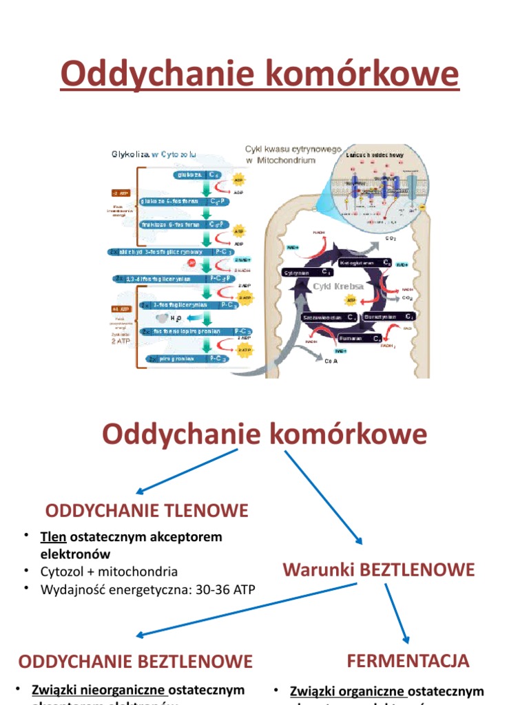 Uzyskiwanie Energii W Komórce | PDF Uzyskiwanie Energii W Komórce | PDF