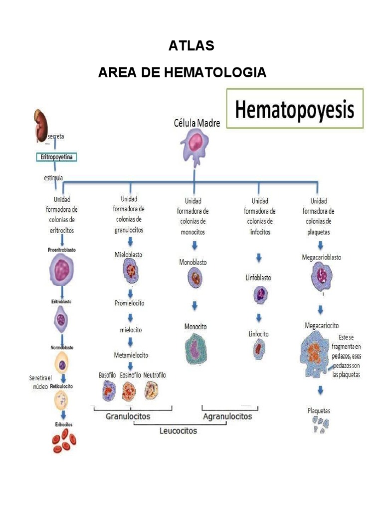 serie roja y blanca | PDF | Nucleo celular | Leucocito