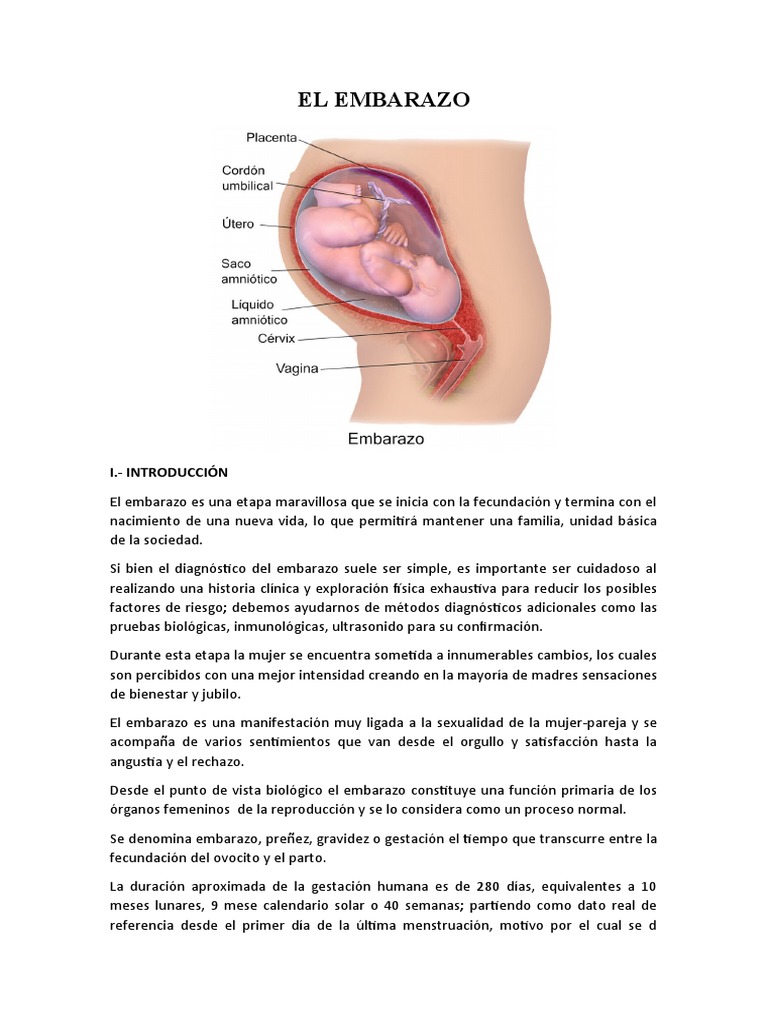 Portafolio - El Embarazo | Descargar gratis PDF | El embarazo | Parto