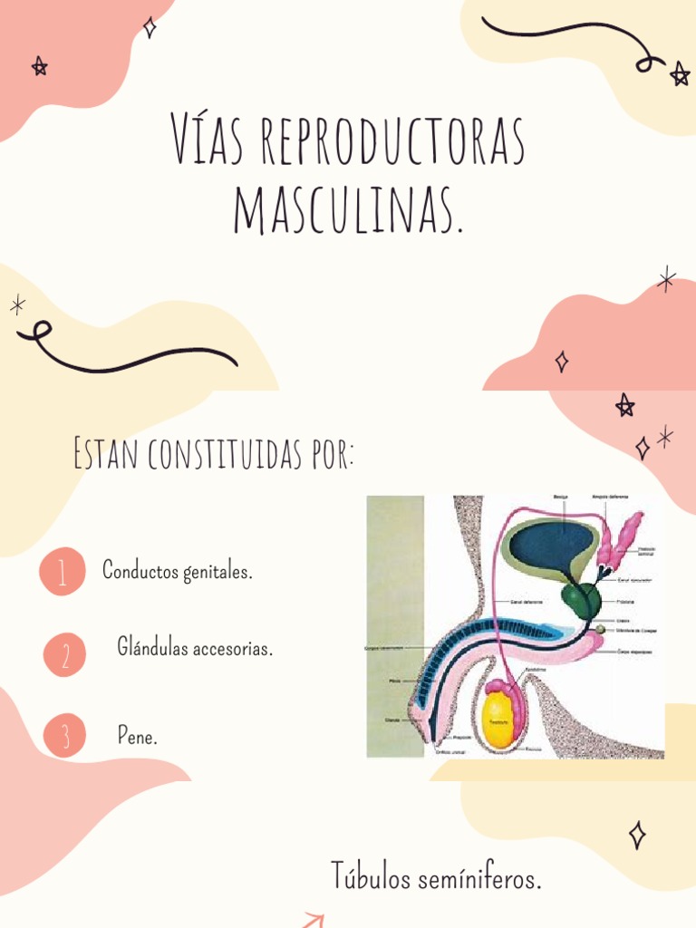 Vias Reproductoras Masculinas | PDF | Testículo | Andrógino