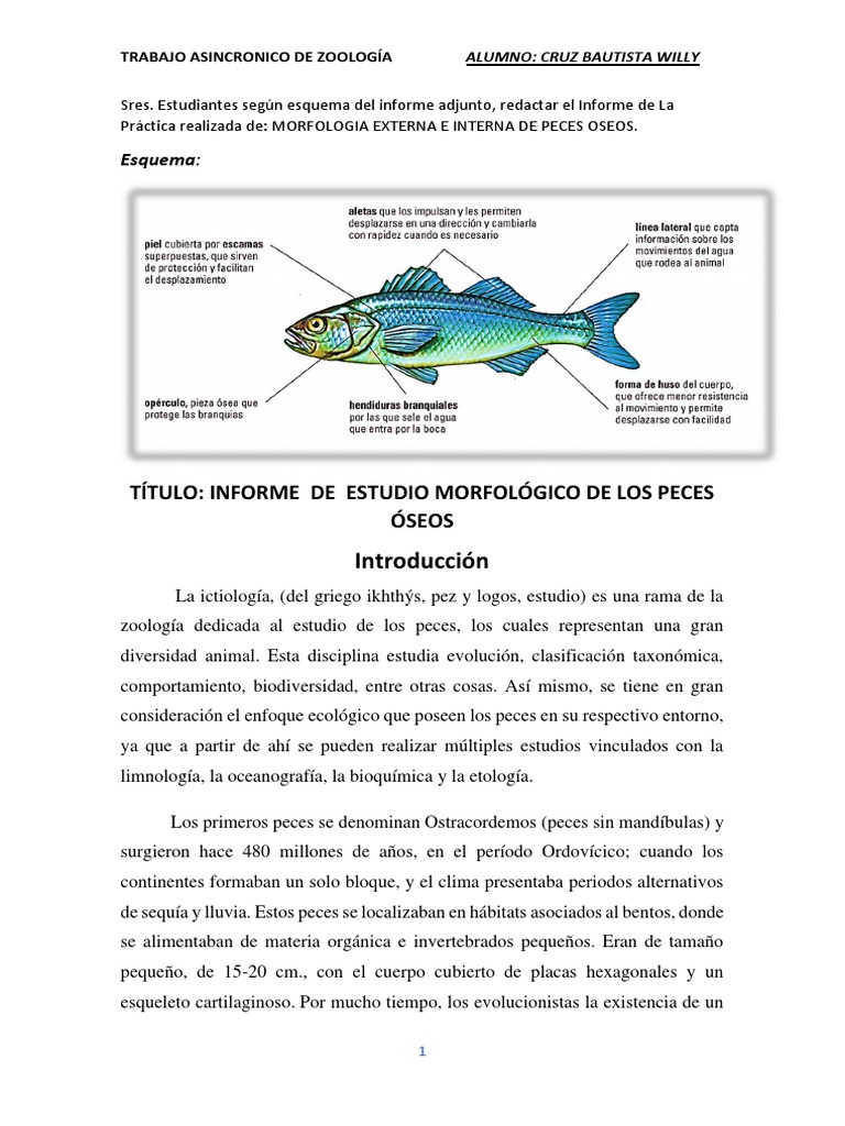 Informe Del Pez | PDF | Branquia | Pescado