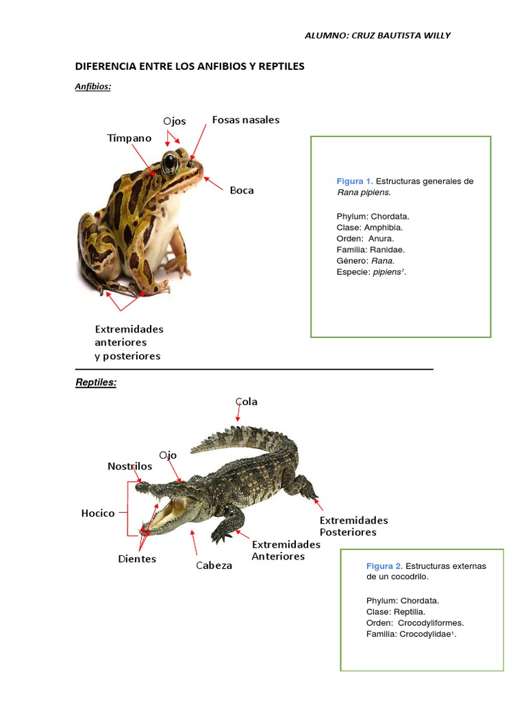Anfibios y Reptiles | PDF | Reptil | Anfibio