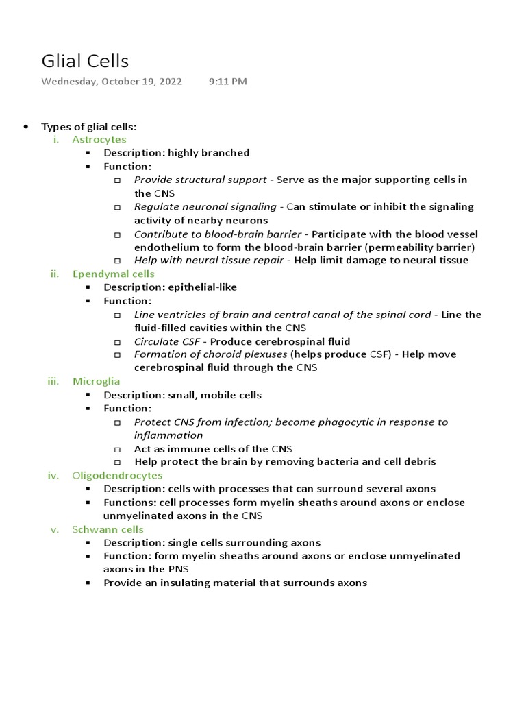Glial Cells | PDF