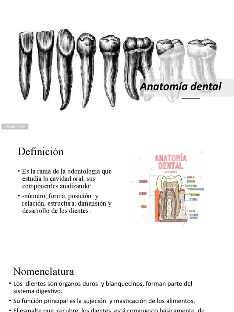Presentación Anatomía Dental Pdf Diente Odontología