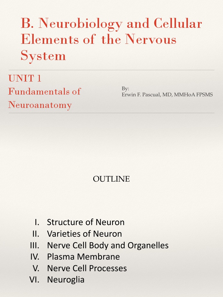 Neuroanatomy Fundamentals: The Structure and Function of Neurons and ...