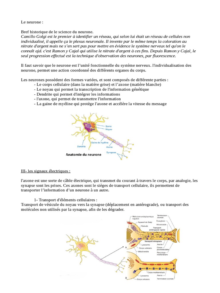 Histoire et fonctionnement des neurones | PDF | Axone | Neurone