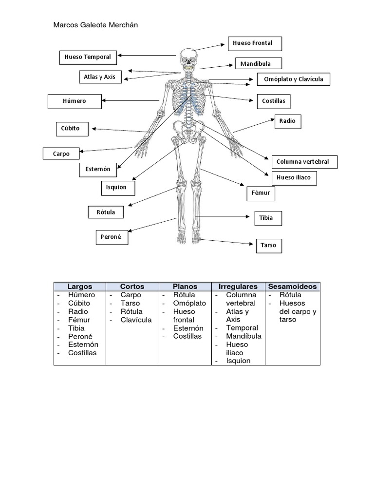 Esquema del Esqueleto Humano | PDF