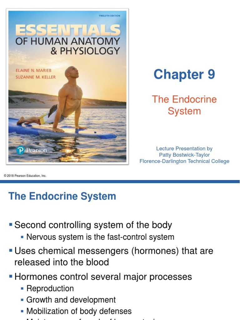 CHAPTER 9 Endocrine System 1 | PDF | Adrenal Gland | Pancreas