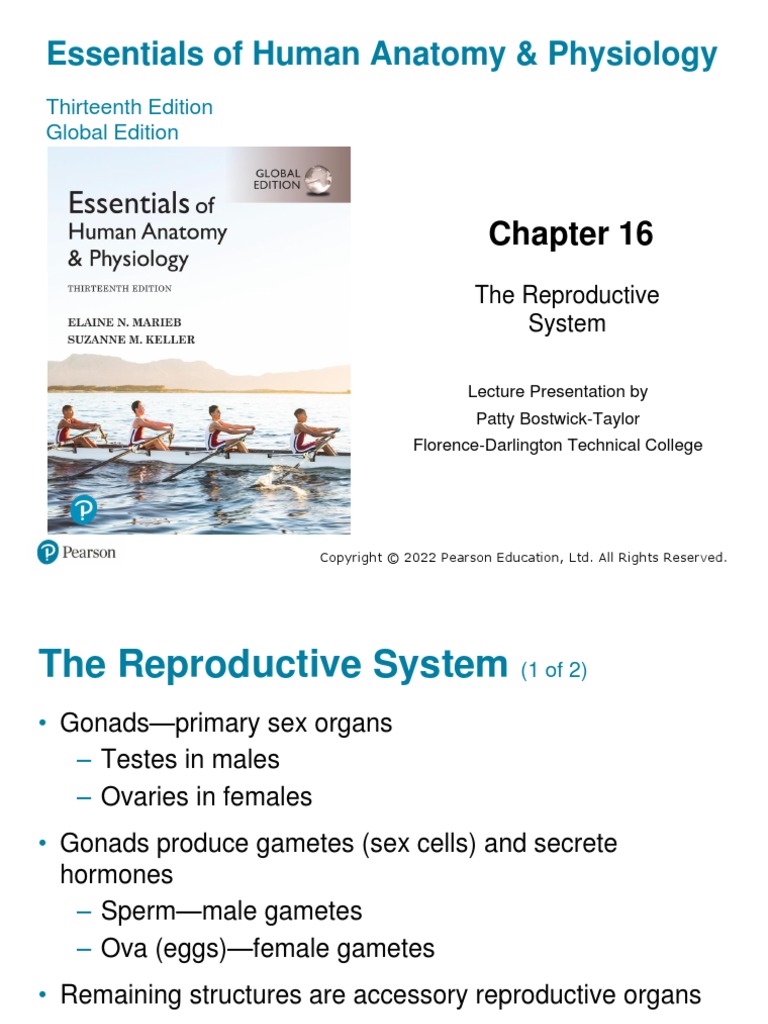 Reproductive System Reviewer | PDF | Menstrual Cycle | Ovary