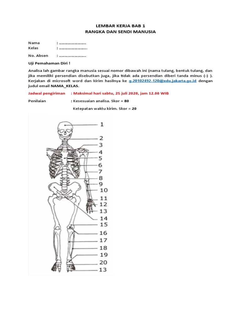 Lembar Kerja Rangka Dan Sendi | PDF
