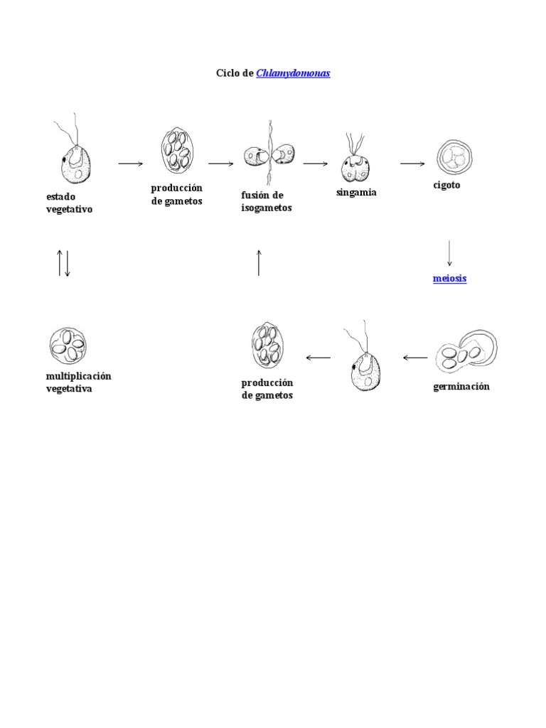Ciclu Dezv Clamydomonas | PDF