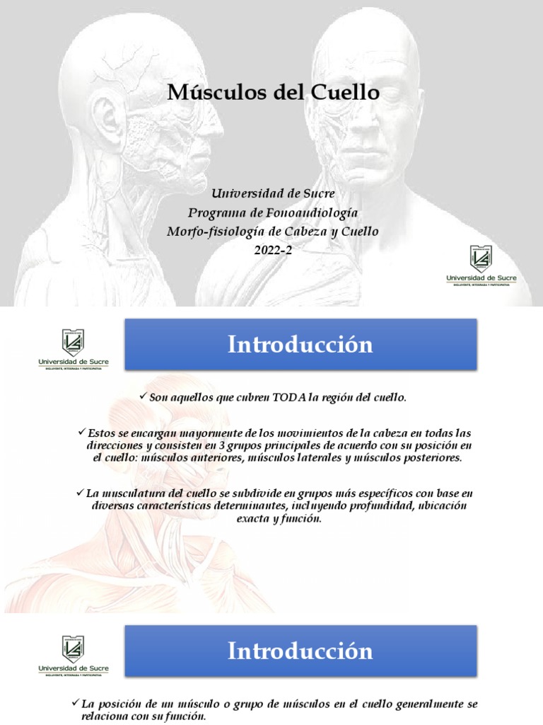 Los músculos del cuello: grupos, funciones y detalles anatómicos | PDF ...