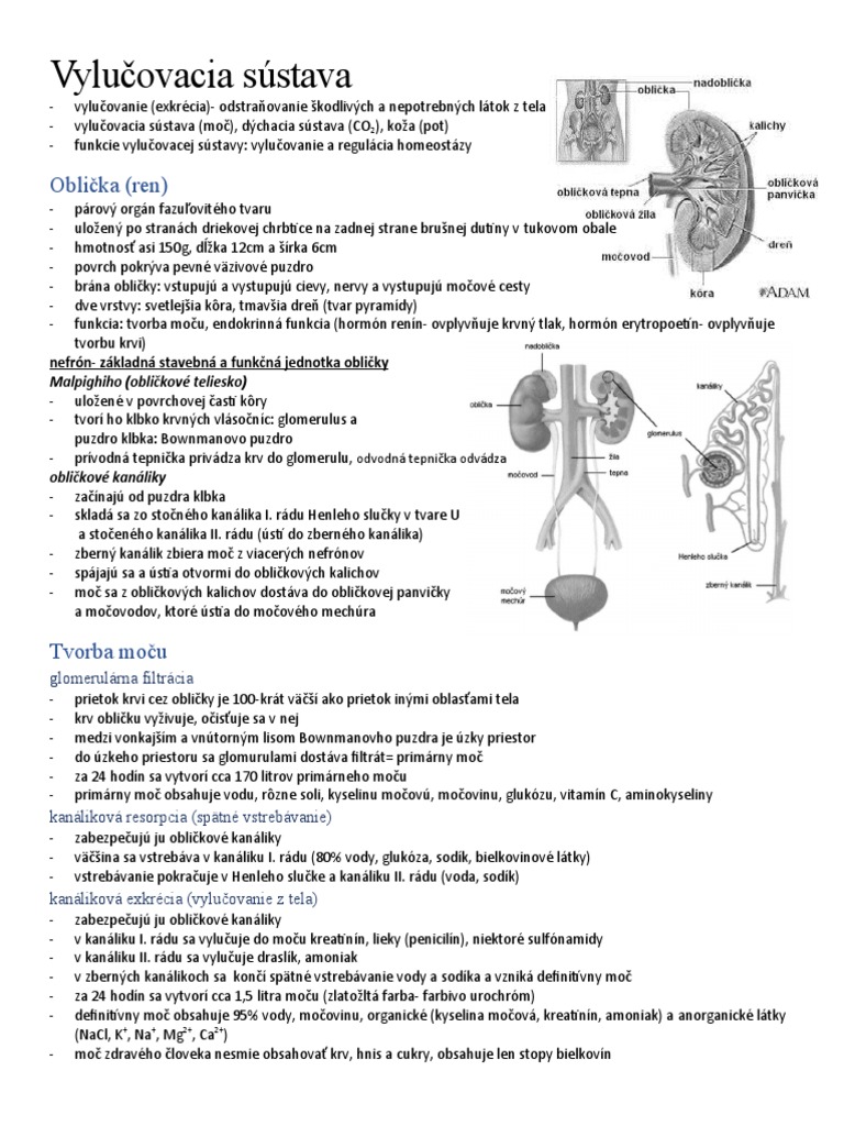 Vylučovacia Sustava | PDF