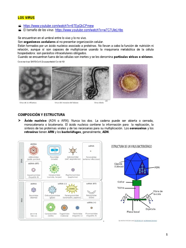 Apuntes Virus | PDF | Virus | Bacteriófago