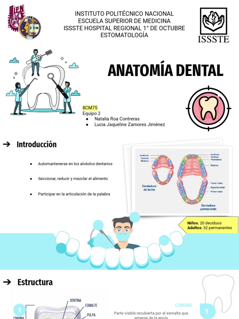 Anatomía Dental | PDF | Diente | Esmalte de dientes