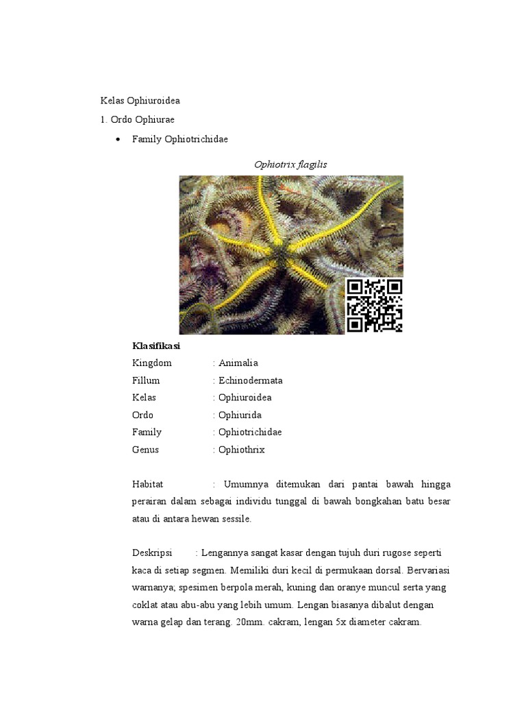 Klasifikasi dan Morfologi Ophiuroidea | PDF | Ilmu Sosial | Sains ...