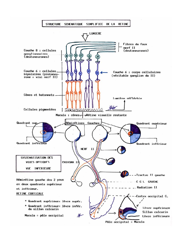 Structure Retine | PDF
