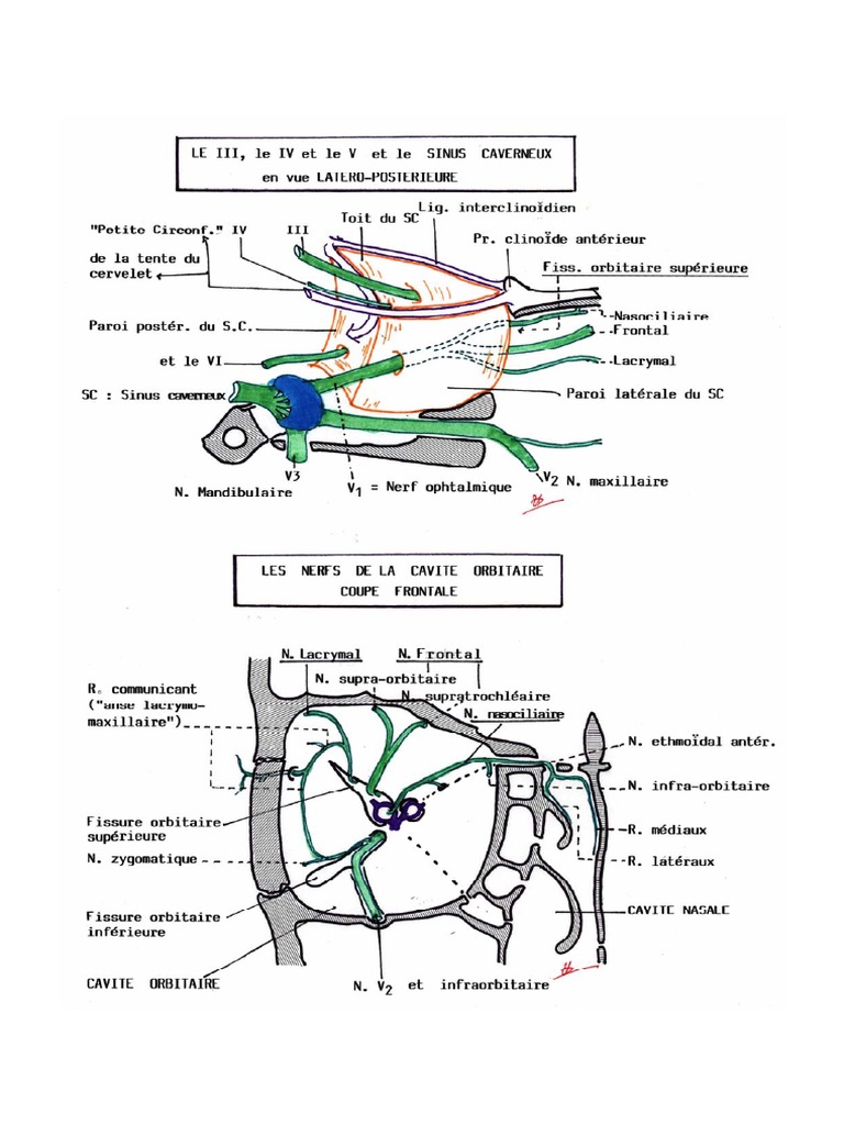 Sinus Caverneux | PDF